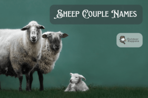 250+ Funny and Cute Sheep Names for Every Member of Your Flock ...