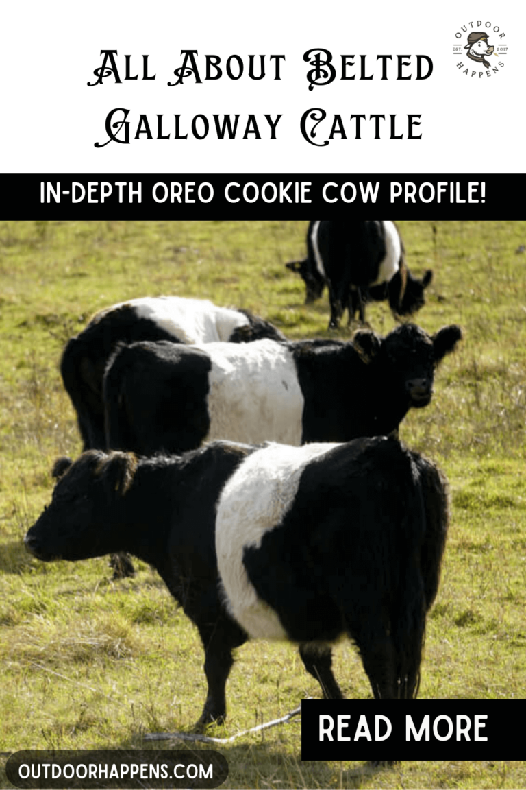 Belted Galloway Cattle: Oreo Cow Breed Profile - Appearance, Origin ...
