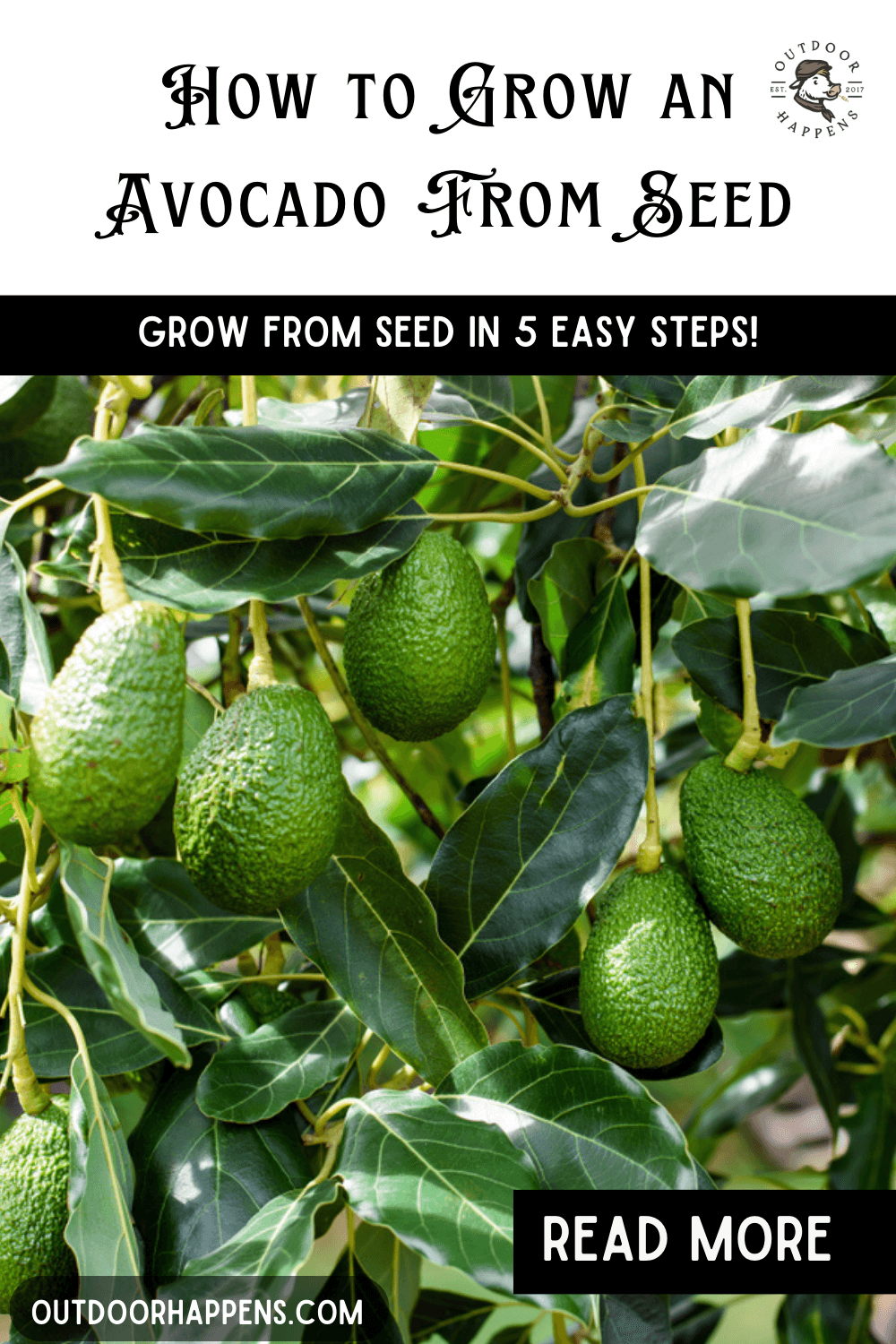 How to Grow an Avocado From Seed In 5 Easy Steps - With Tree Transplant ...