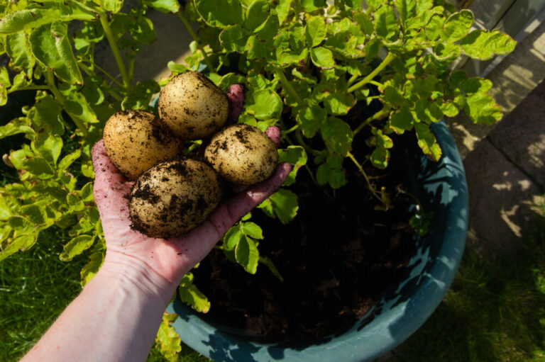 How to Plant a Sprouted Potato In 6 Steps | From Germination to Harvest ...