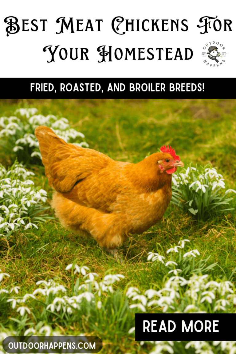 11 Best Meat Chicken Breeds for Your Backyard Coop - Outdoor Happens ...
