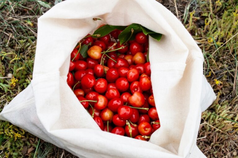 How To Grow Cherries From Seed: Propagation And Care Guide - Outdoor ...