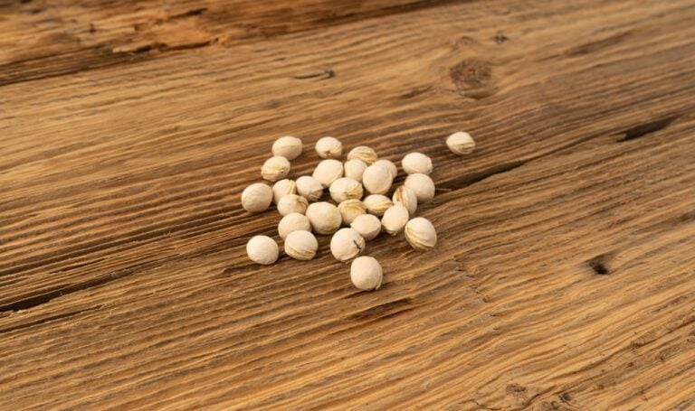 How To Grow Cherries From Seed: Propagation And Care Guide - Outdoor ...