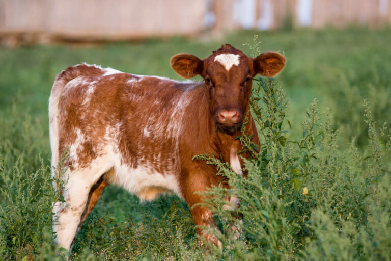 Can Any Cow Be A Dairy Cow? What About Beef Cattle Breeds? - Outdoor ...