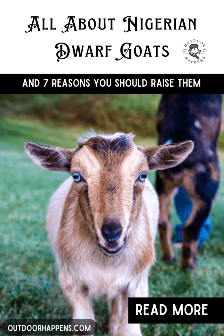 Nigerian Dwarf Goats: Complete Homesteader's Guide