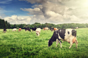 Can Any Cow Be A Dairy Cow? What About Beef Cattle Breeds? - Outdoor ...