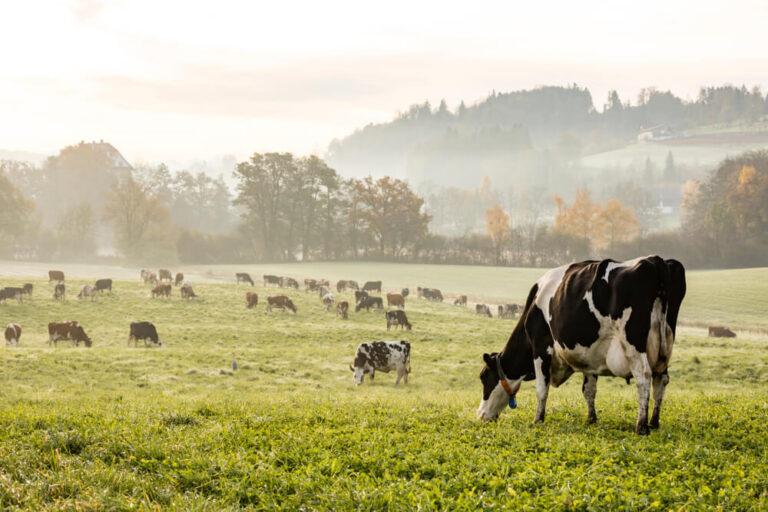 Can Any Cow Be A Dairy Cow? What About Beef Cattle Breeds? - Outdoor ...