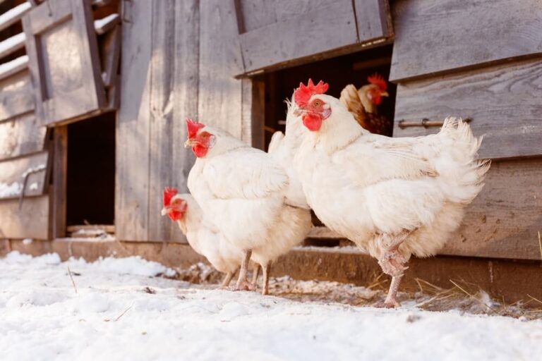 How to Keep Chickens Warm In Winter Without Electricity - Outdoor ...