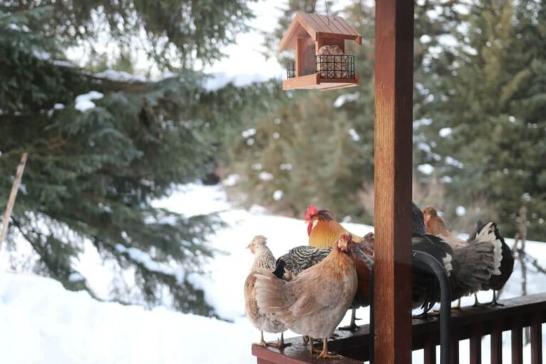 How to Keep Chickens Warm In Winter Without Electricity - Outdoor ...
