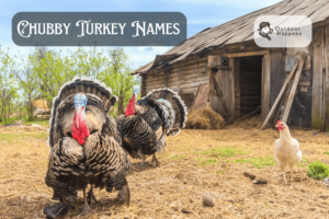 Turkey Names: 429+ Fun, Cute, and Pardoned Ideas for Your Flock