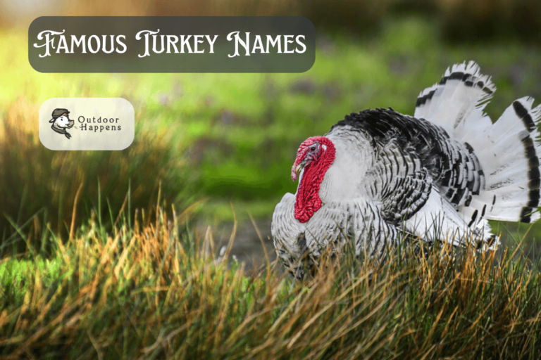 Turkey Names: 429+ Fun, Cute, and Pardoned Ideas for Your Flock