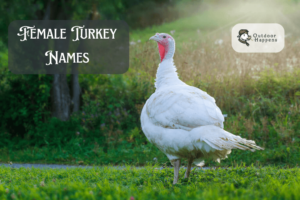 Turkey Names: 429+ Fun, Cute, and Pardoned Ideas for Your Flock