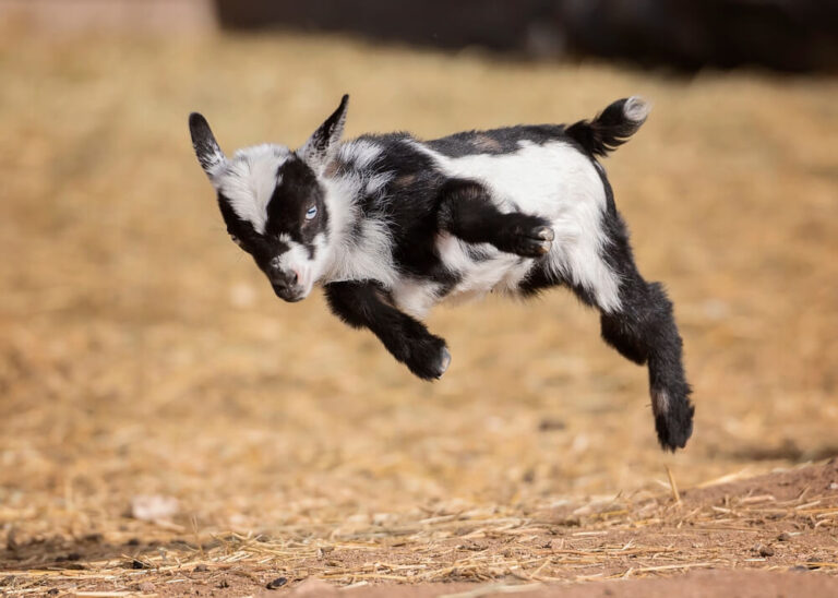 Nigerian Dwarf Goats: Complete Homesteader's Guide