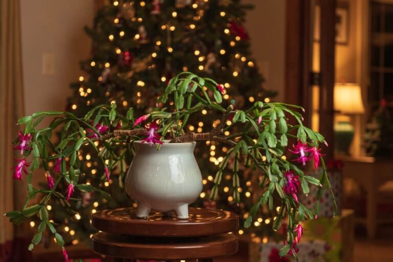 Why Are the Leaves on My Christmas Cactus Limp [and How to Fix It ...