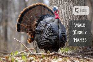 Turkey Names: 429+ Fun, Cute, and Pardoned Ideas for Your Flock