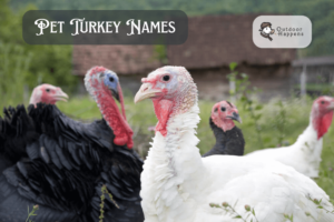 Turkey Names: 429+ Fun, Cute, and Pardoned Ideas for Your Flock