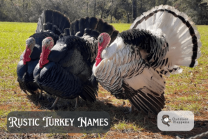 Turkey Names: 429+ Fun, Cute, and Pardoned Ideas for Your Flock