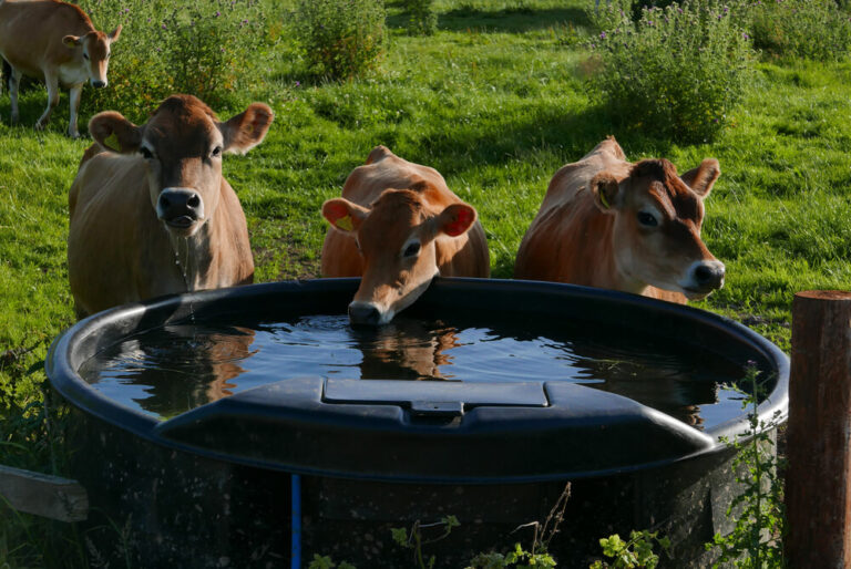 The Ultimate Mini Jersey Cow Guide | Size, Uses, Cost - Outdoor Happens ...