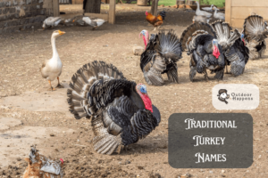 Turkey Names: 429+ Fun, Cute, and Pardoned Ideas for Your Flock