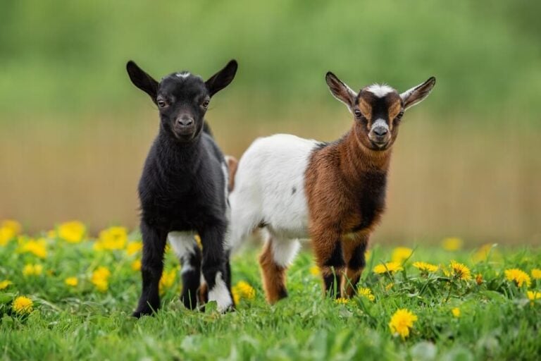 Nigerian Dwarf Goats: Complete Homesteader's Guide