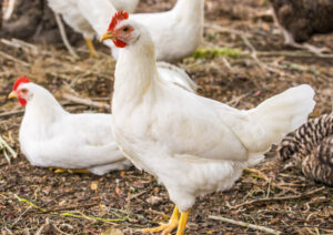 Cheapest Animal To Raise For Meat: Top 8 Picks For Budget-Friendly ...
