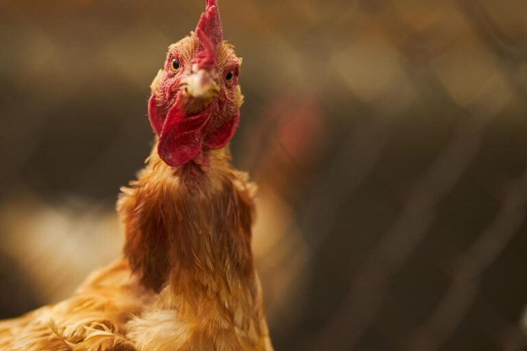313 Cute and Funny Chicken Names [Almighty List for Hens AND Roosters ...