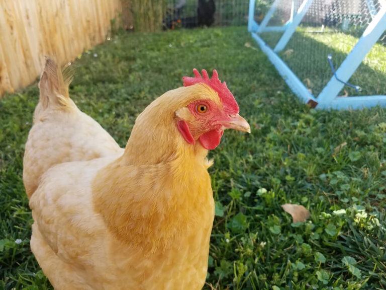 The 21 Best Laying Chickens For Your Backyard Flock | Ultimate Guide ...