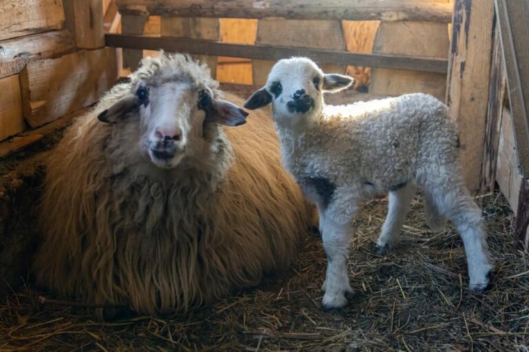 Transitioning From Chemical To Natural Worming In Sheep - A ...