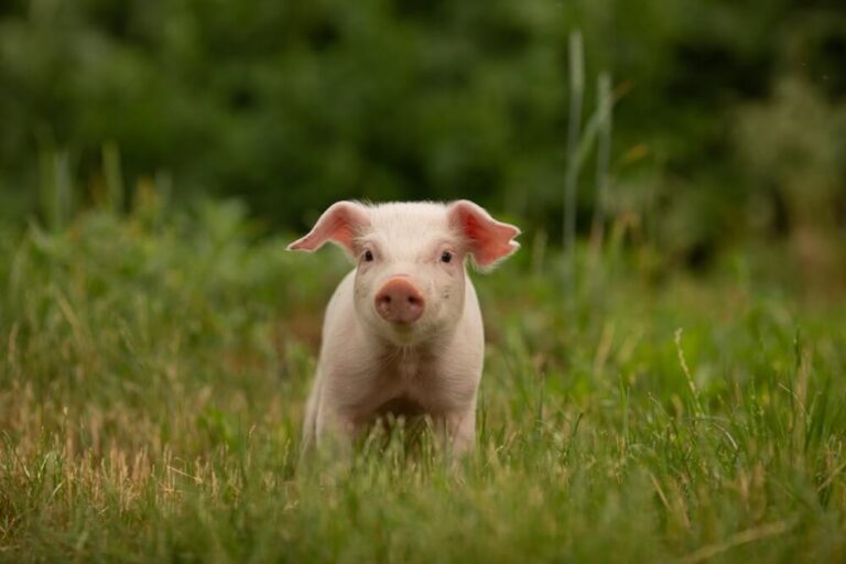 Why Pigs Wag Their Tails? (And How to Tell if Your Pig Is Happy!)