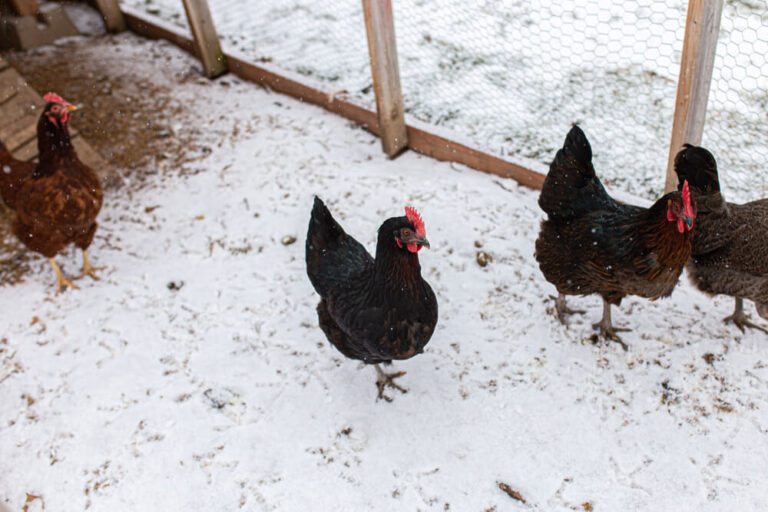 The 21 Best Laying Chickens For Your Backyard Flock | Ultimate Guide ...