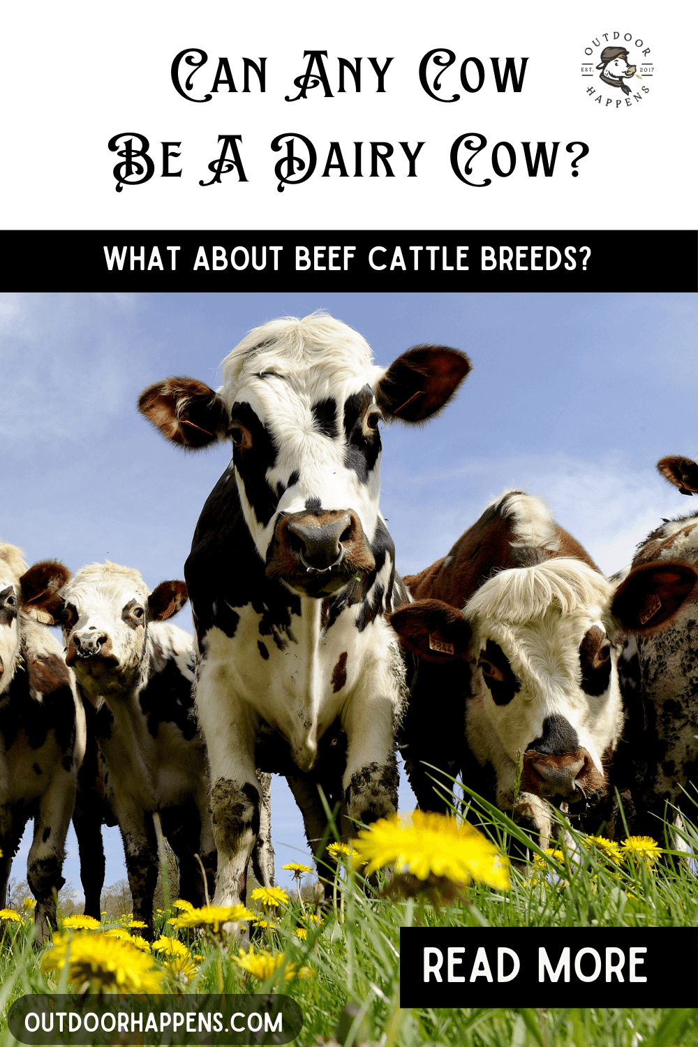 Can Any Cow Be A Dairy Cow? What About Beef Cattle Breeds? - Outdoor ...