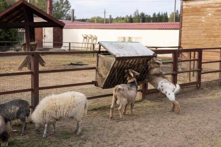The Best Hay for Goats in Their Heyday. Or Any Day! - Outdoor Happens ...