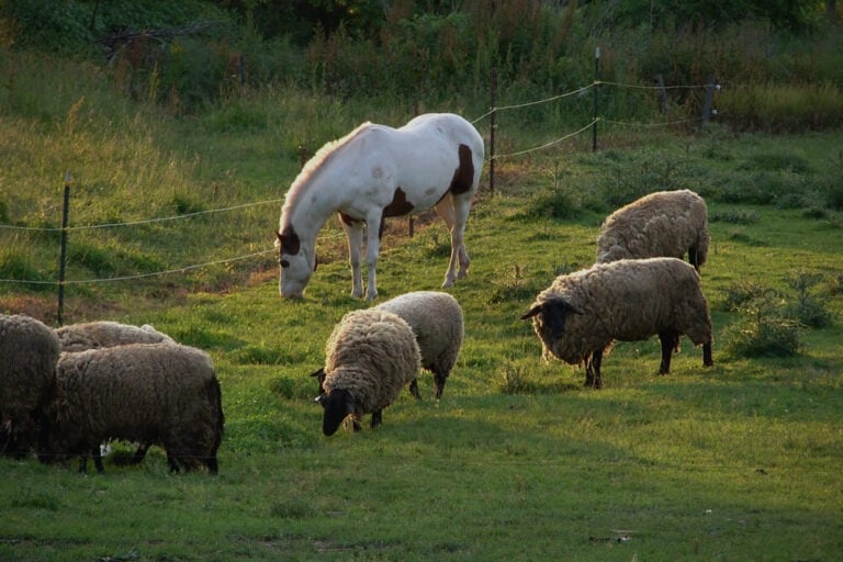 Transitioning From Chemical To Natural Worming In Sheep - A ...