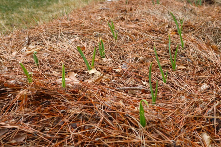 8 Best Mulch Alternatives for a Beautiful Garden - Outdoor Happens ...