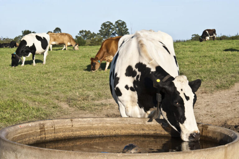 My Experience with Apple Cider Vinegar for Cattle - Outdoor Happens ...