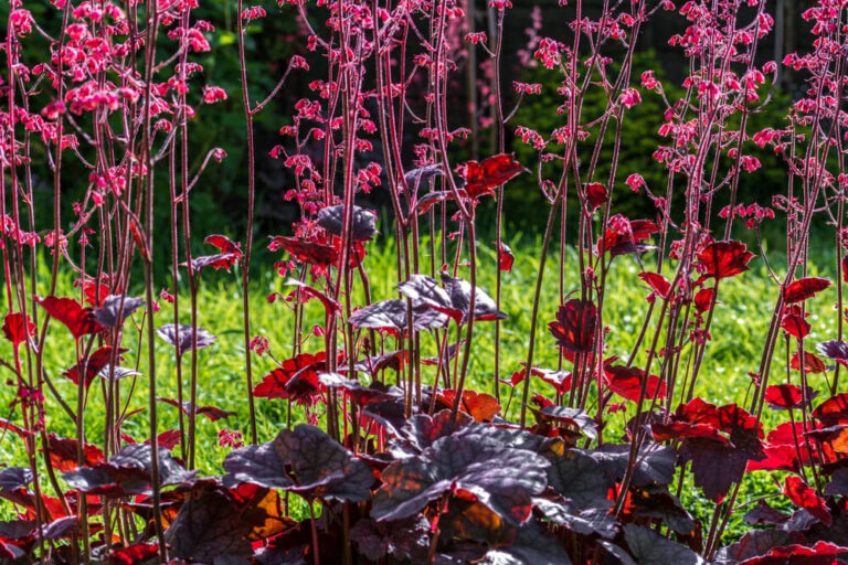 7+ Shrubs With Red Leaves All Year (+ Our Red Leaf Deciduous Shrubs ...