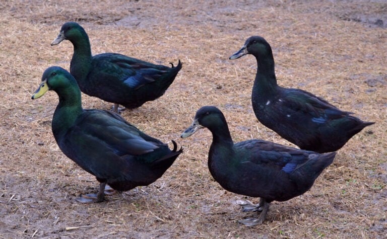 Rare Duck Breeds - 15 Ducks That'll Make You Quack In Awe