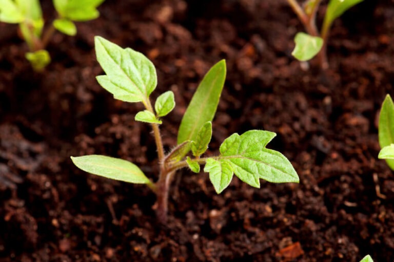 How Many Tomato Seeds Per Hole + Tomato Seed Germination Tips - Outdoor ...