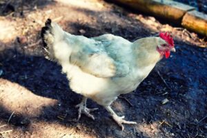The Ultimate Delaware Chicken Guide | Appearance, Origin, And Uses ...