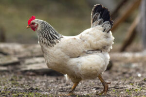 The Ultimate Delaware Chicken Guide | Appearance, Origin, And Uses ...