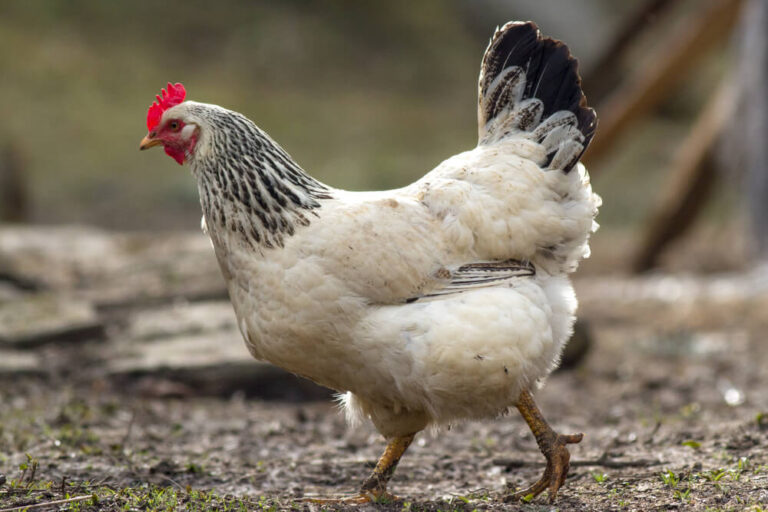 The Ultimate Delaware Chicken Guide | Appearance, Origin, And Uses ...