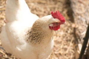 The Ultimate Delaware Chicken Guide | Appearance, Origin, And Uses ...