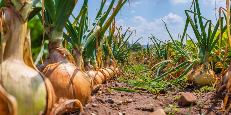 Why Are My Onion Seedlings Falling Over? 8 Reasons Your Onion Plant Is ...