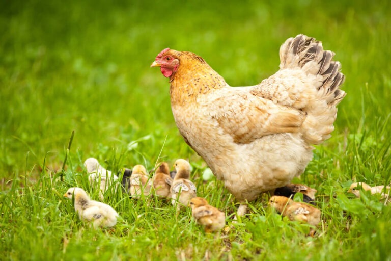 The Cost of Raising Chickens In the USA [Meat and Egg Chickens ...
