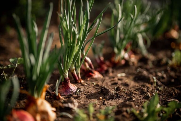 Why Are My Onion Seedlings Falling Over? 8 Reasons Your Onion Plant Is ...