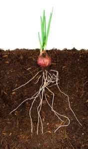 Why Are My Onion Seedlings Falling Over? 8 Reasons Your Onion Plant Is ...