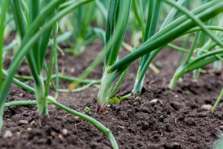 Why Are My Onion Seedlings Falling Over? 8 Reasons Your Onion Plant Is ...
