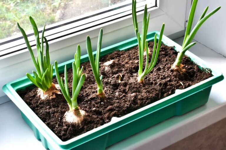 Why Are My Onion Seedlings Falling Over? 8 Reasons Your Onion Plant Is ...