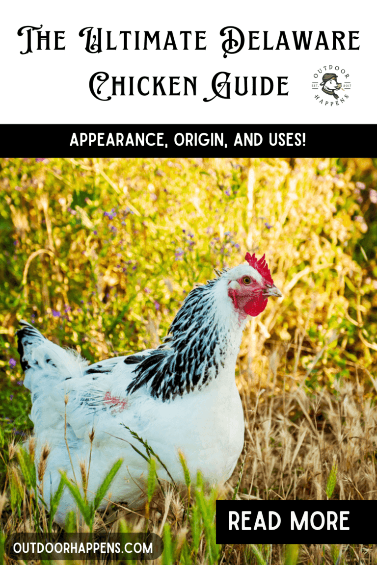 The Ultimate Delaware Chicken Guide | Appearance, Origin, And Uses ...