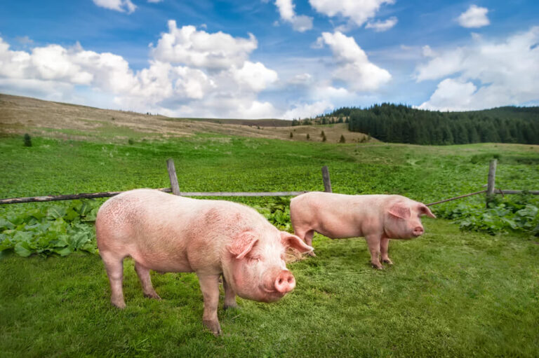 How To Feed Pigs Cheaply: 37 Cost-Saving Strategies For Thrifty Farmers ...